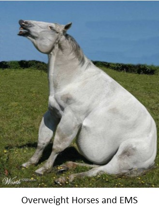 Fattest Horse Ever