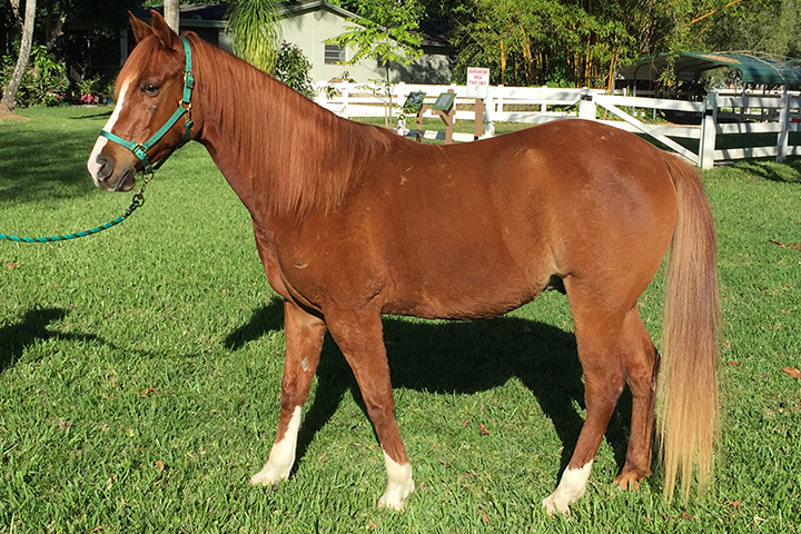 PI | South Florida SPCA | Horse Rescue